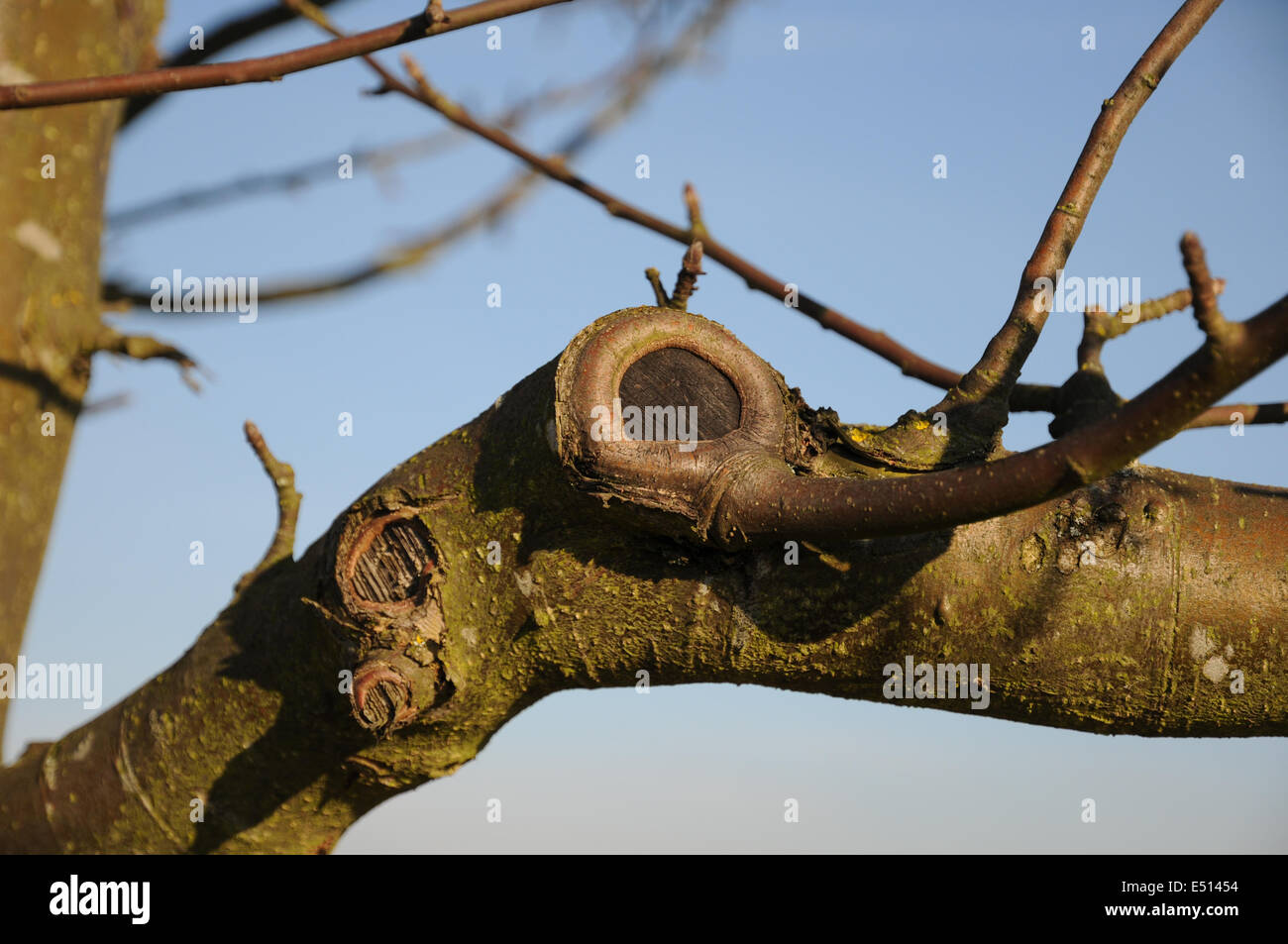 Holz apfelbaum -Fotos und -Bildmaterial in hoher Auflösung – Alamy