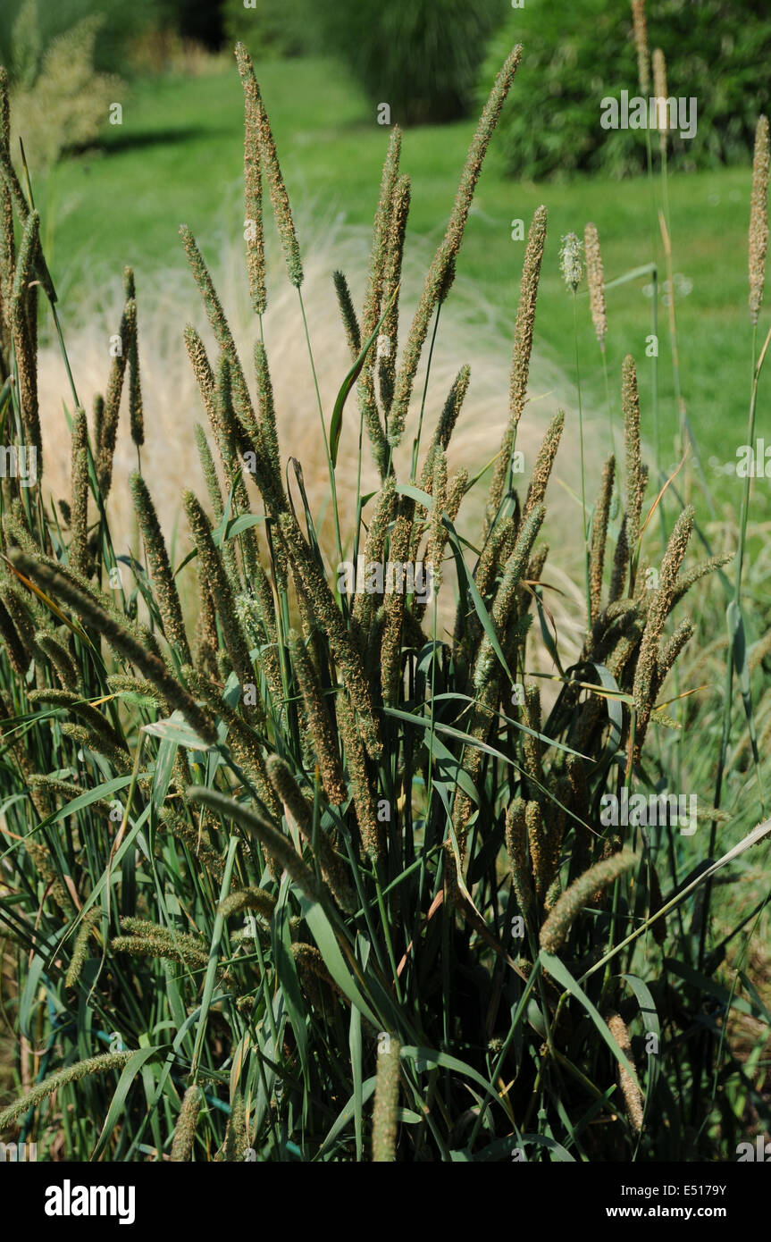 Wiesen mit wiesen -Fotos und -Bildmaterial in hoher Auflösung – Alamy