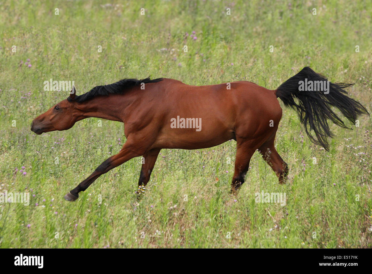 Dunkelbraunes pferd -Fotos und -Bildmaterial in hoher Auflösung – Alamy