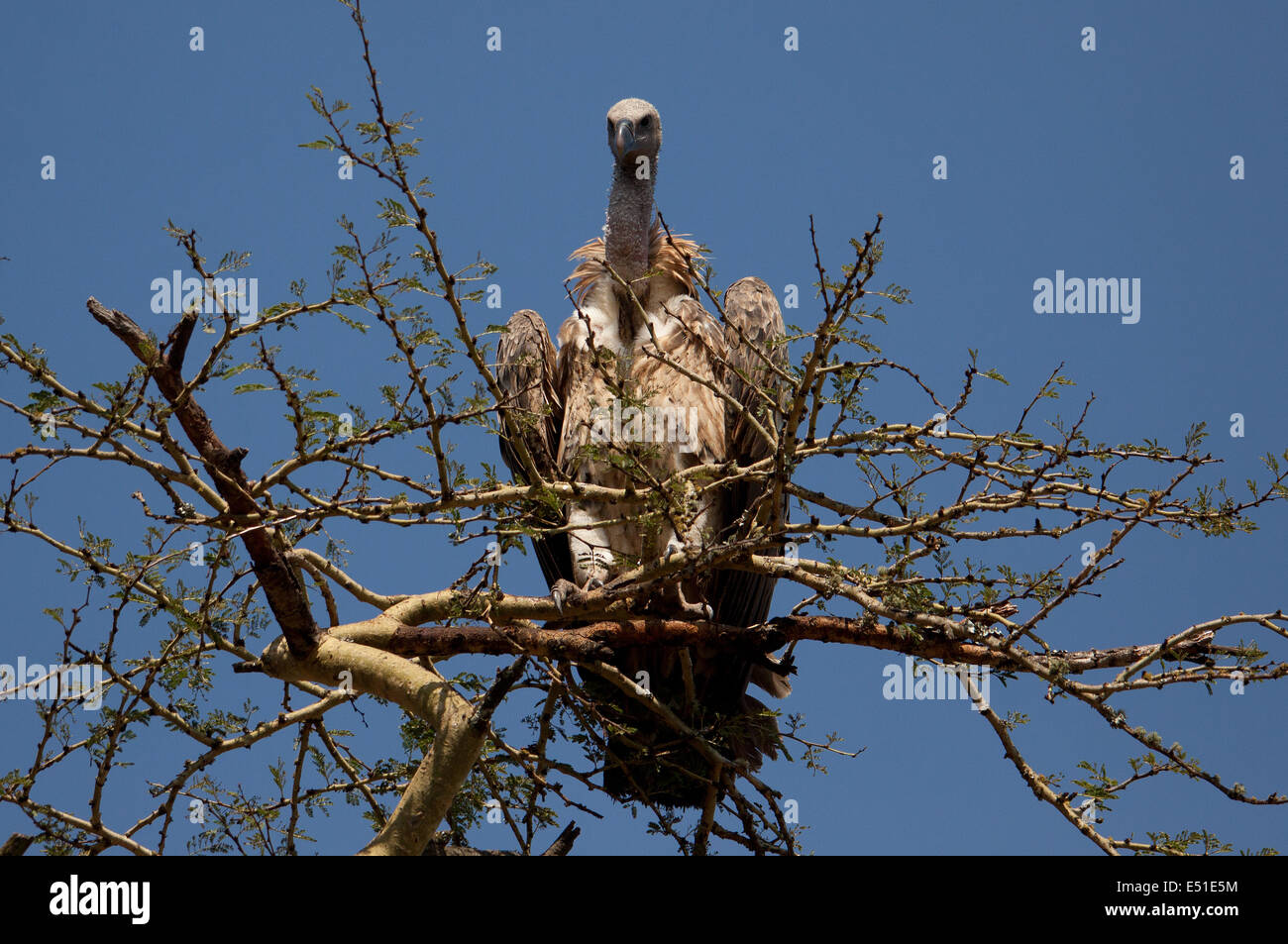Raubvogel in afrika -Fotos und -Bildmaterial in hoher Auflösung – Alamy