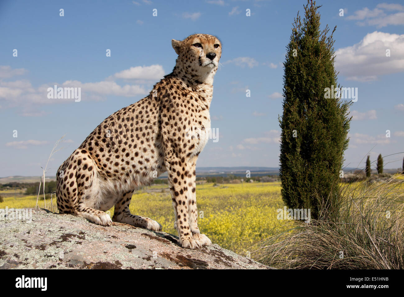 Gepard sitzend -Fotos und -Bildmaterial in hoher Auflösung – Alamy