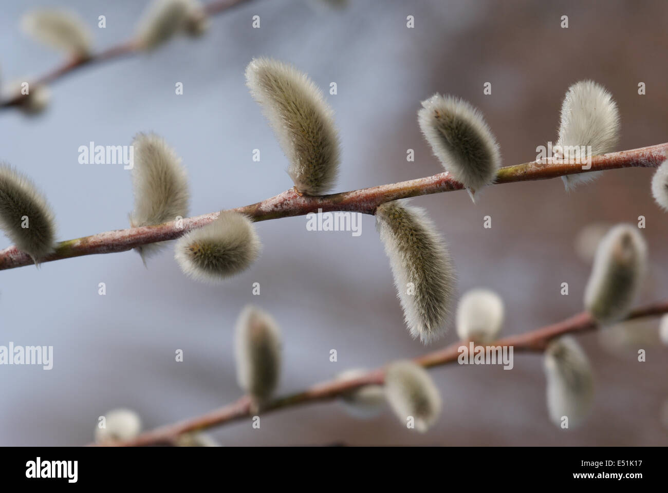 Violette weide -Fotos und -Bildmaterial in hoher Auflösung – Alamy