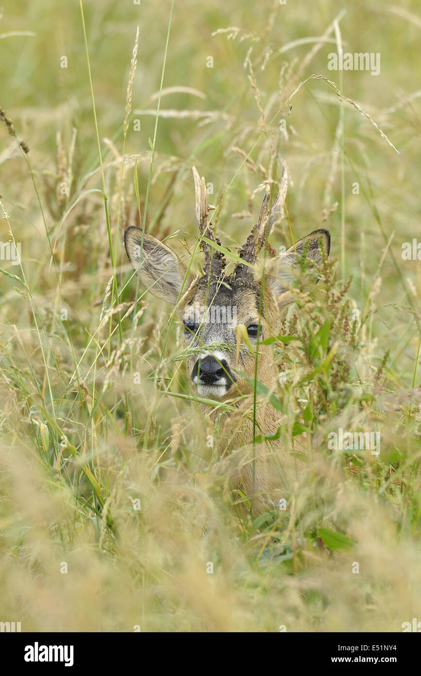 Rehe im sommer -Fotos und -Bildmaterial in hoher Auflösung – Alamy