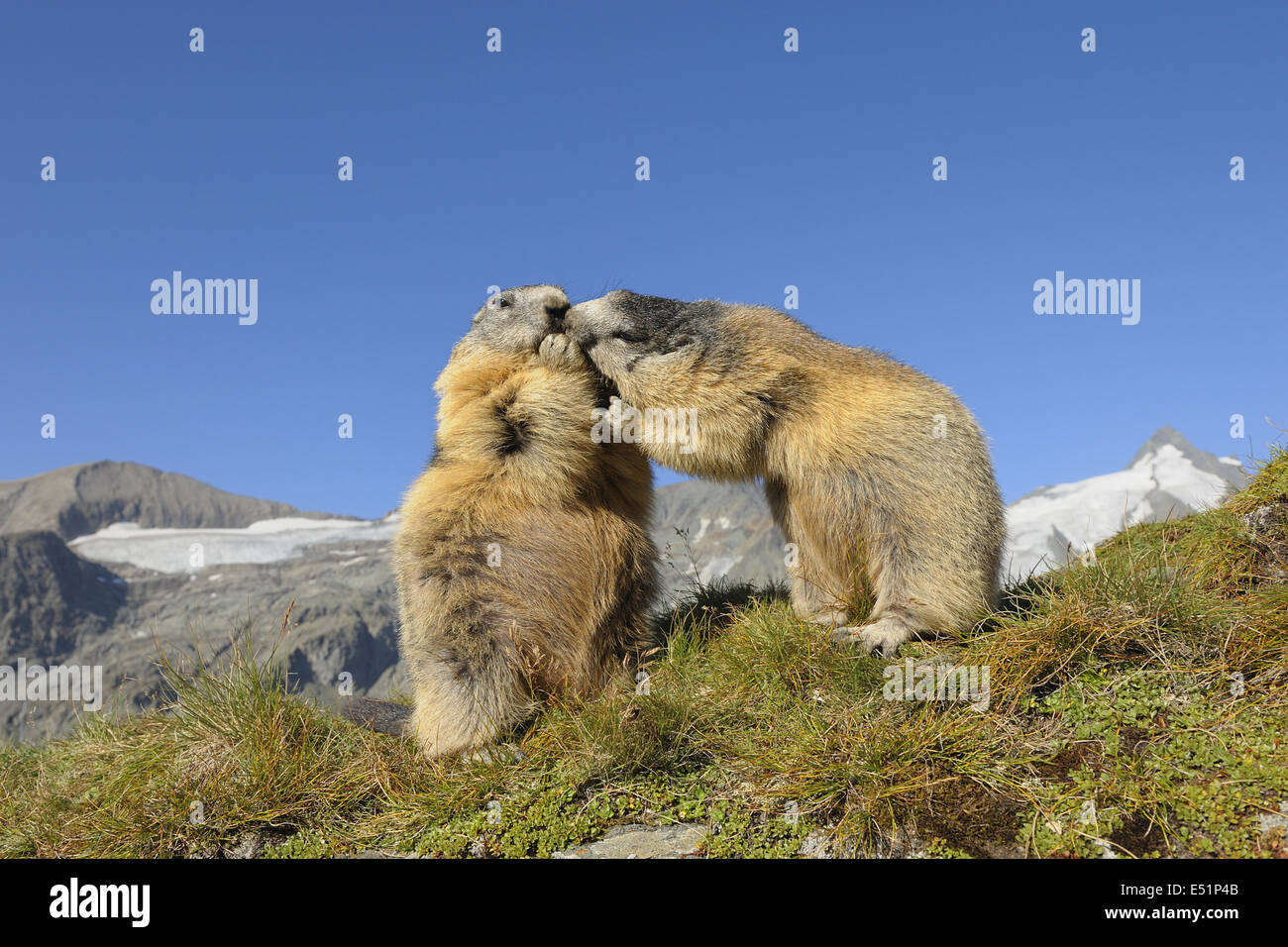 Paar murmeltiere -Fotos und -Bildmaterial in hoher Auflösung – Alamy