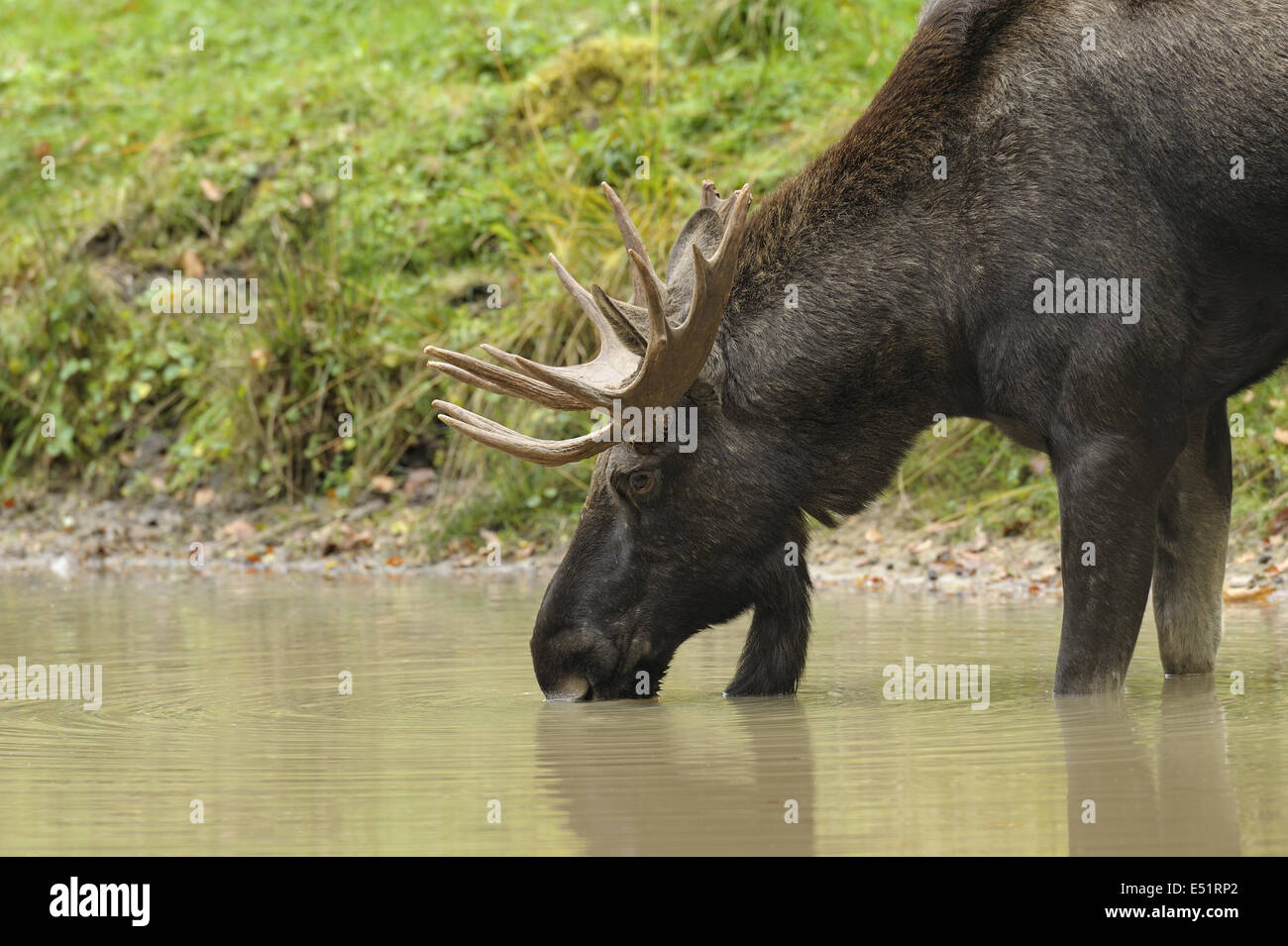 Europaischer elch -Fotos und -Bildmaterial in hoher Auflösung – Alamy
