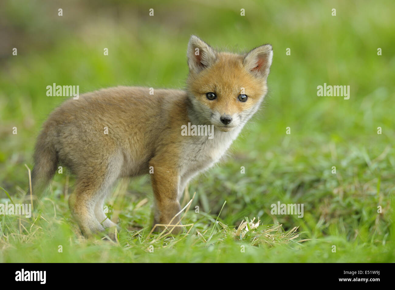 Young red fox germany -Fotos und -Bildmaterial in hoher Auflösung – Alamy