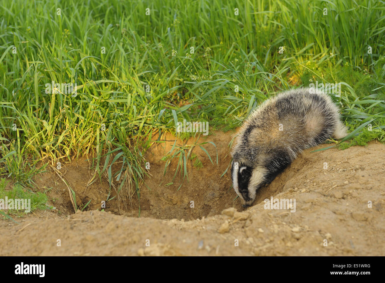 Dachs jung -Fotos und -Bildmaterial in hoher Auflösung – Alamy