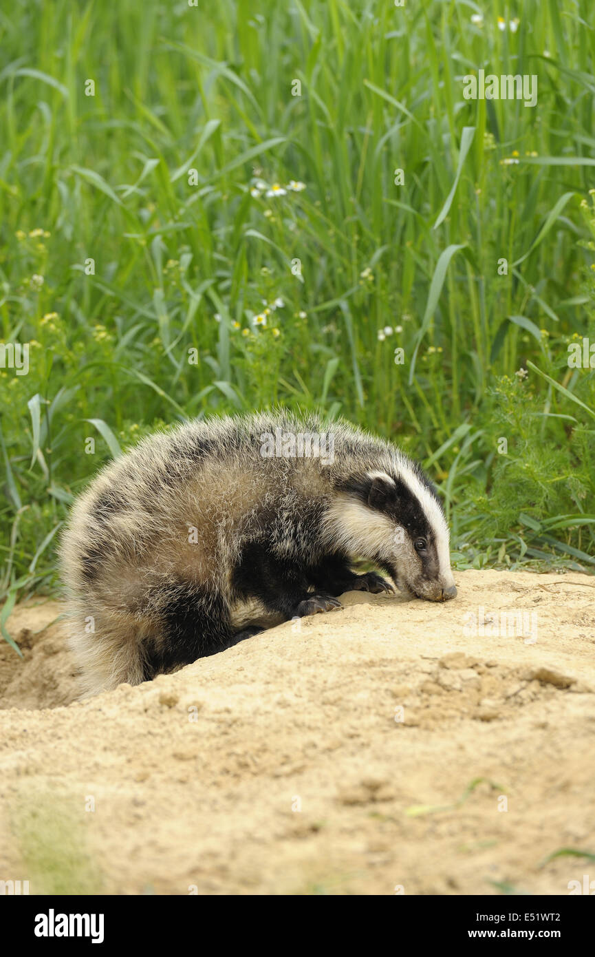 Meles meles meles -Fotos und -Bildmaterial in hoher Auflösung – Alamy