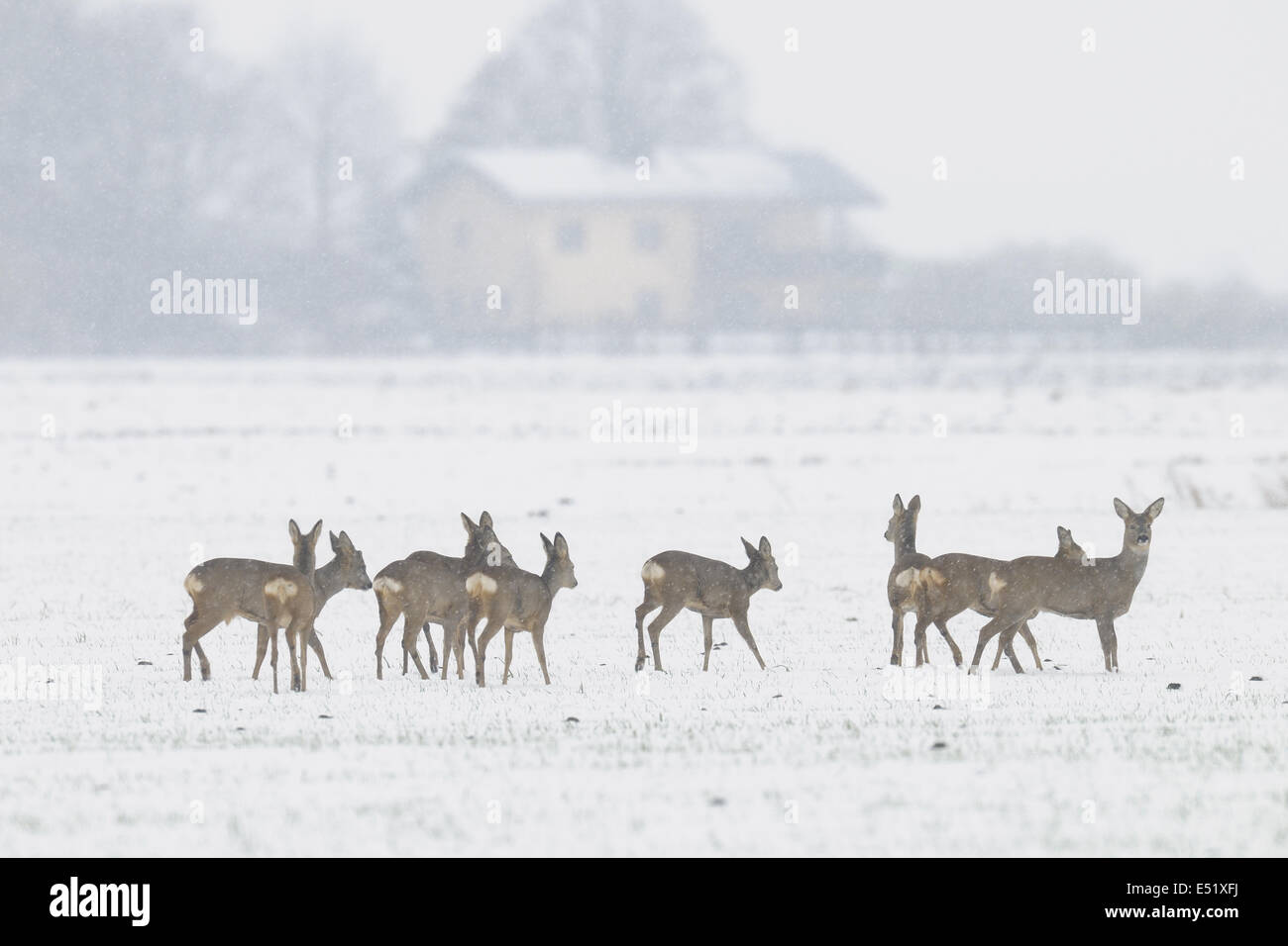 Reh rehe -Fotos und -Bildmaterial in hoher Auflösung – Alamy