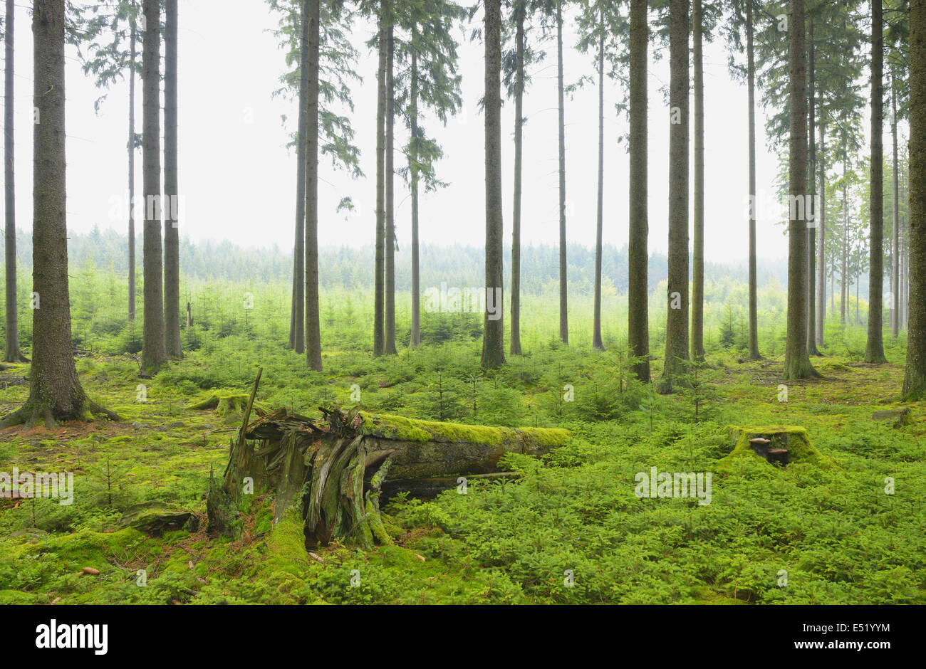 Fichten forst -Fotos und -Bildmaterial in hoher Auflösung - Seite 2 - Alamy