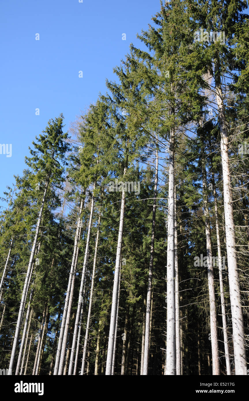 Norwegen fichten picea abies -Fotos und -Bildmaterial in hoher ...