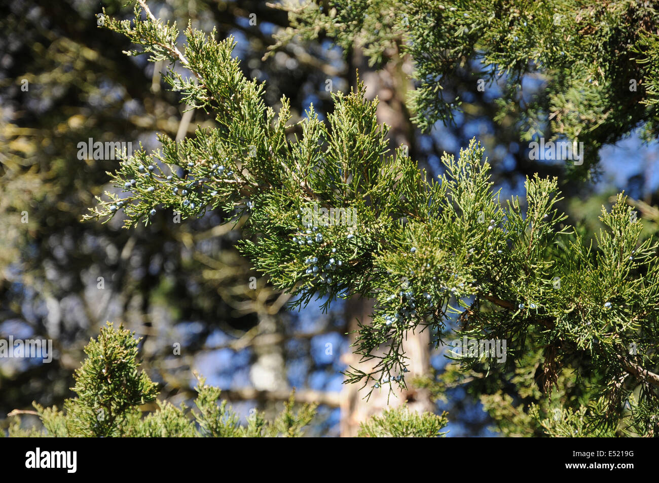 Virginia wacholder -Fotos und -Bildmaterial in hoher Auflösung – Alamy