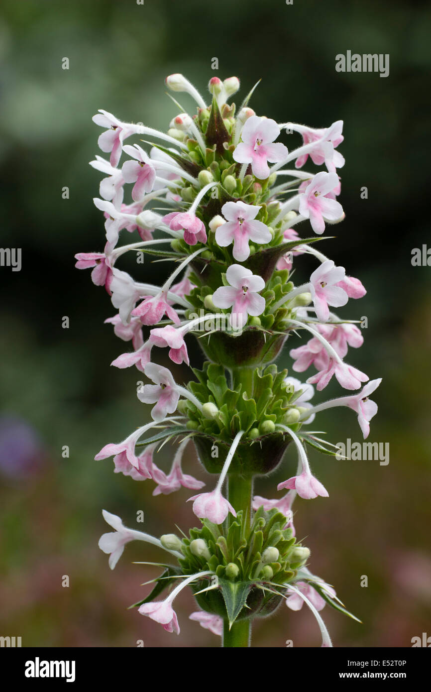 Morina longifolia -Fotos und -Bildmaterial in hoher Auflösung – Alamy