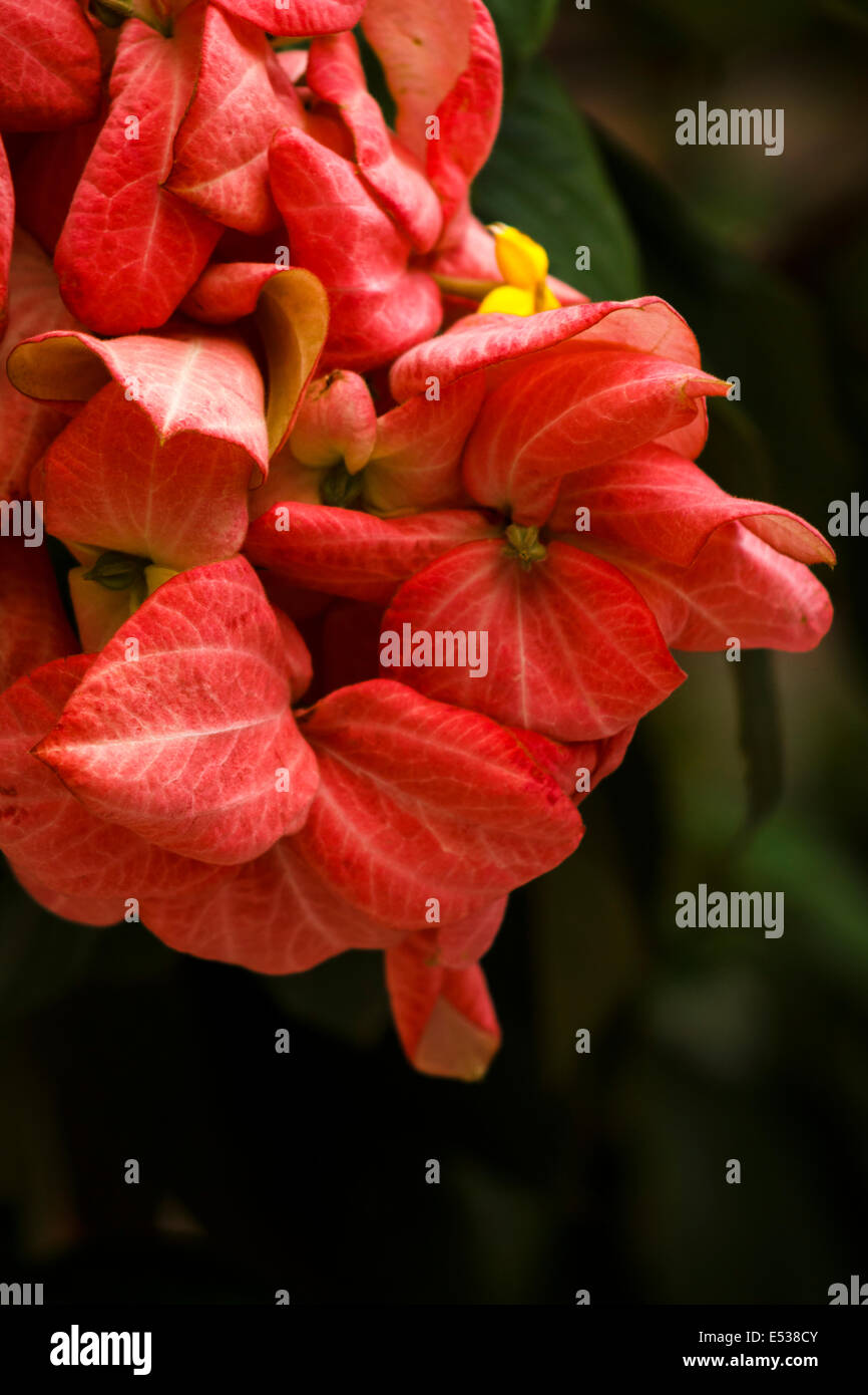 Rot mussaenda -Fotos und -Bildmaterial in hoher Auflösung – Alamy
