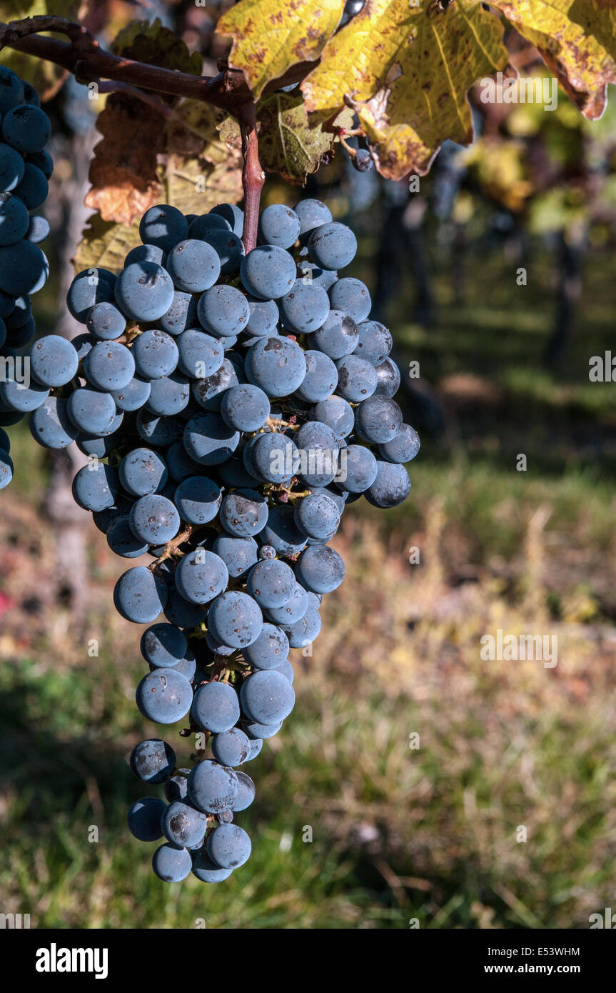 Weingut weinrebe -Fotos und -Bildmaterial in hoher Auflösung – Alamy