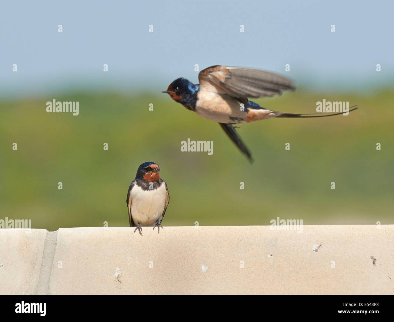 Fliegende schwalbe -Fotos und -Bildmaterial in hoher Auflösung – Alamy