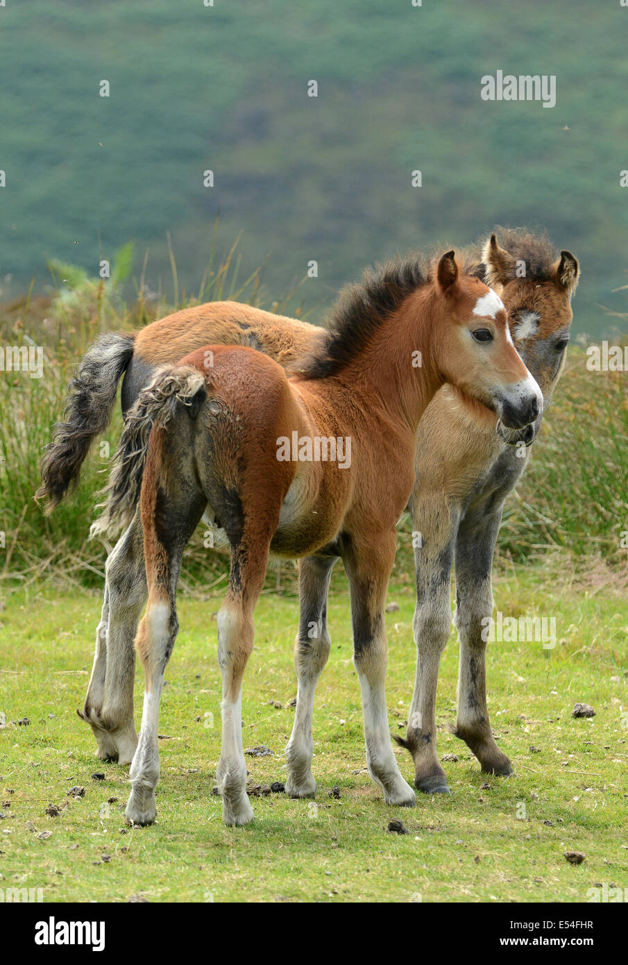 Die fohlen -Fotos und -Bildmaterial in hoher Auflösung – Alamy