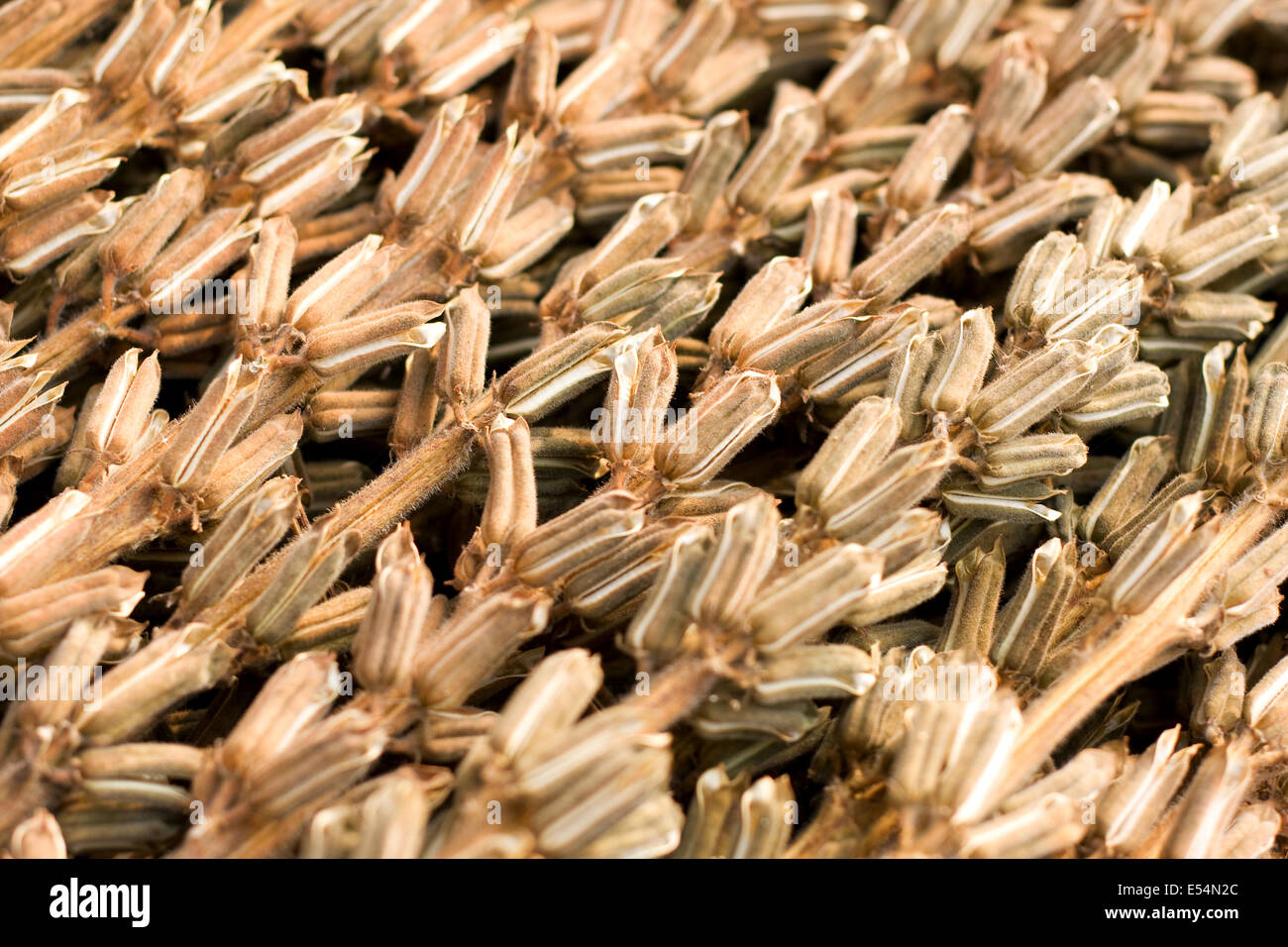Sesam landwirtschaftliche ernte -Fotos und -Bildmaterial in hoher ...