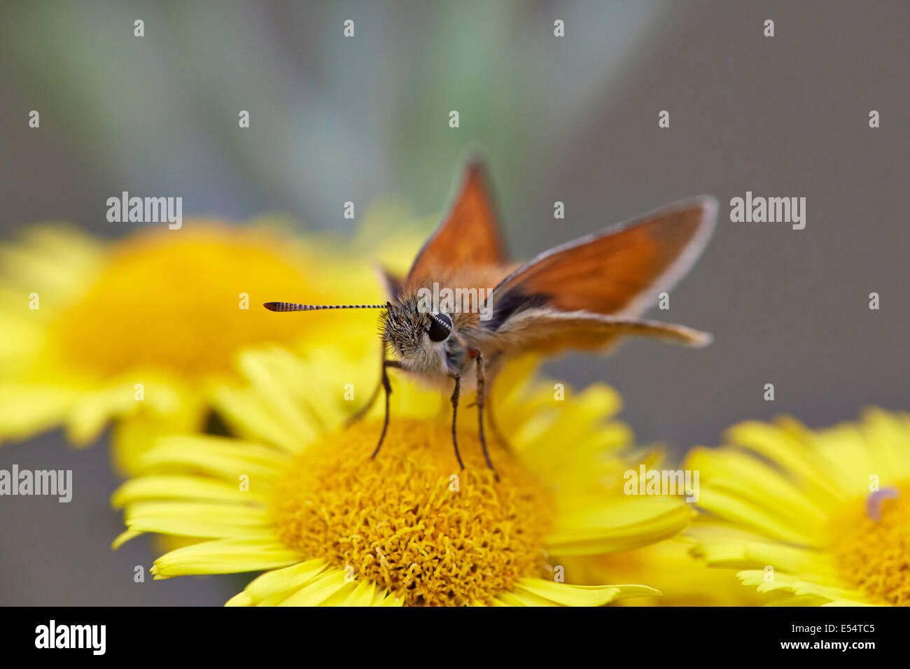 Chobham blumen -Fotos und -Bildmaterial in hoher Auflösung – Alamy