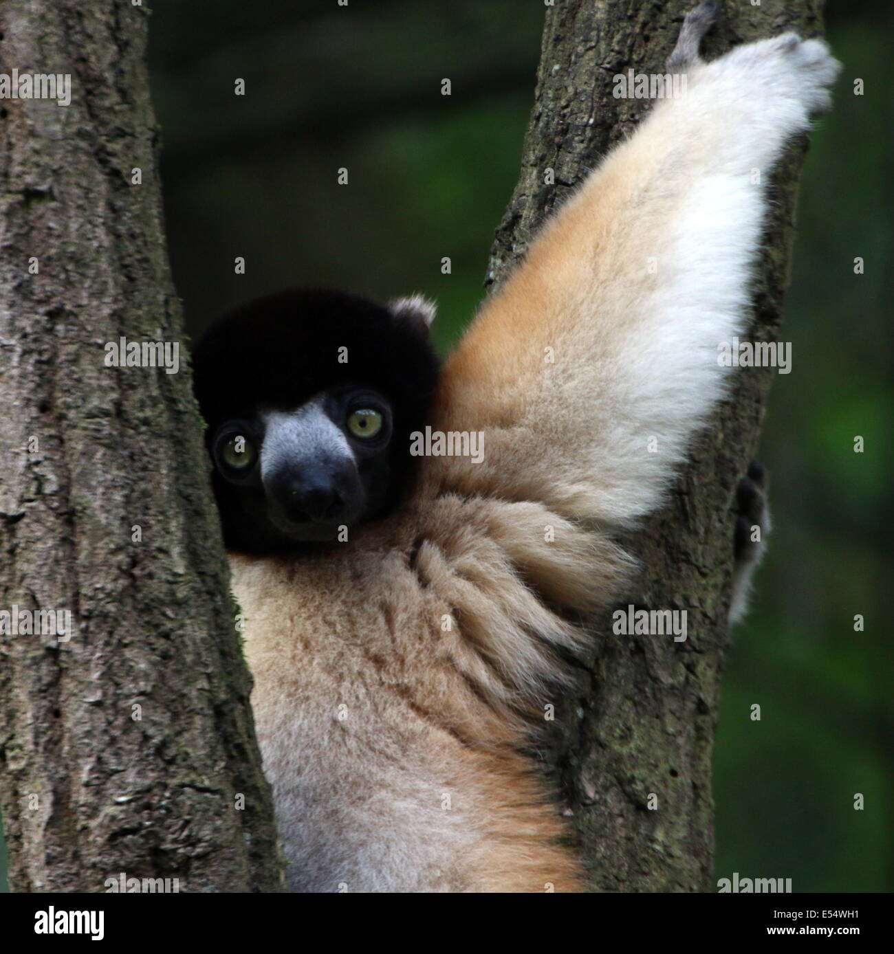 Madagaskar gekrönt Sifaka (Propithecus Coronatus), close-up von Kopf ...