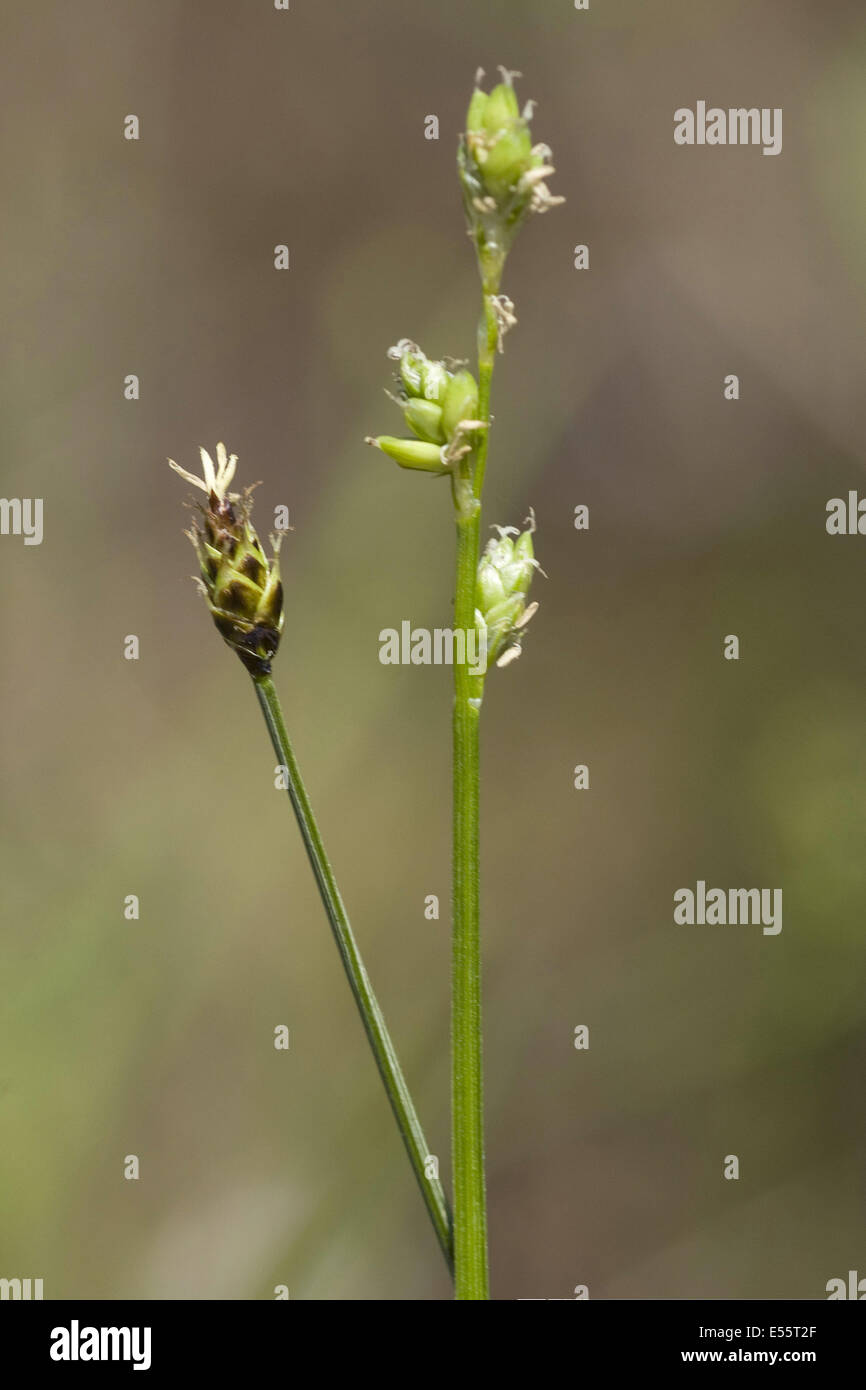 Carex gras -Fotos und -Bildmaterial in hoher Auflösung – Alamy
