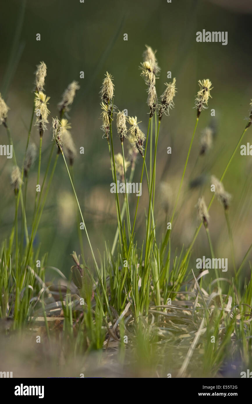 Zittergras segge -Fotos und -Bildmaterial in hoher Auflösung – Alamy