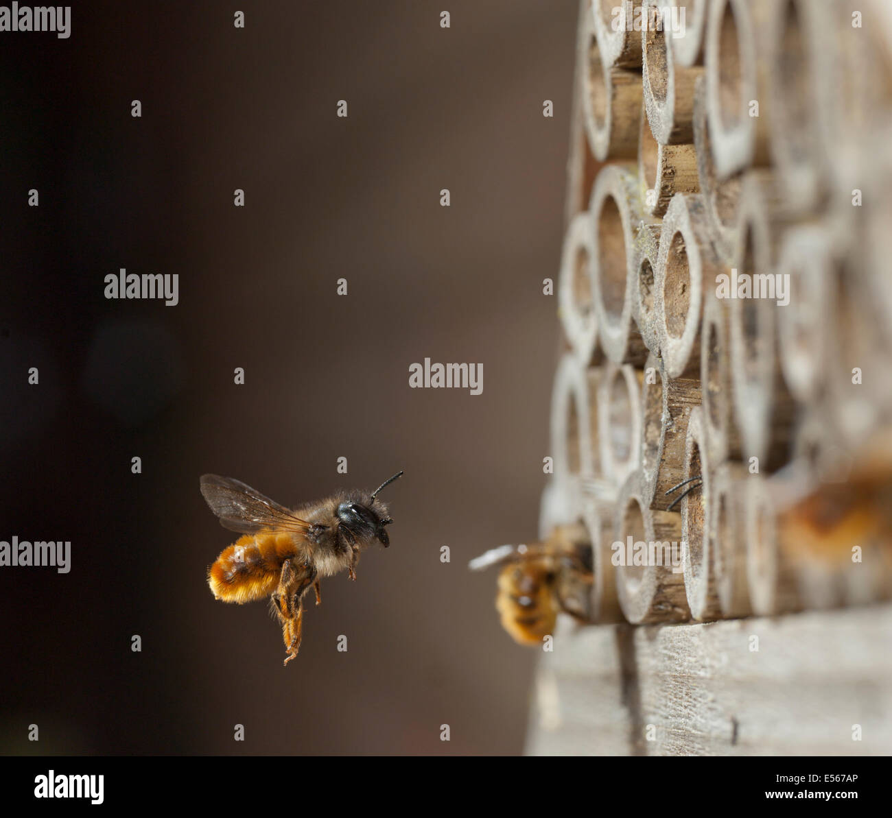 Einsames bienennest -Fotos und -Bildmaterial in hoher Auflösung – Alamy