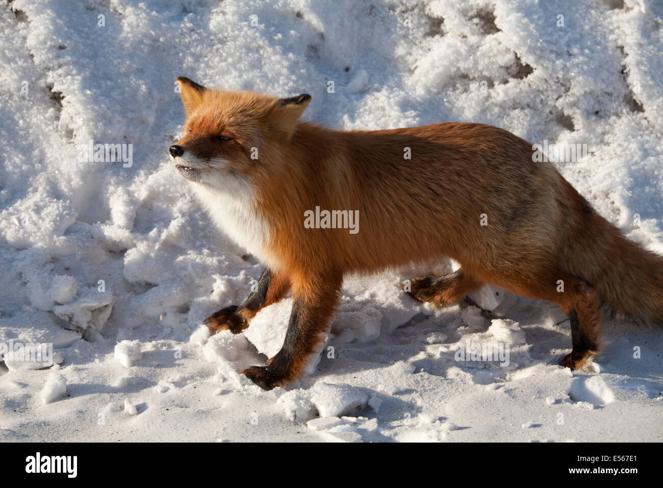 Fox footprints -Fotos und -Bildmaterial in hoher Auflösung – Alamy