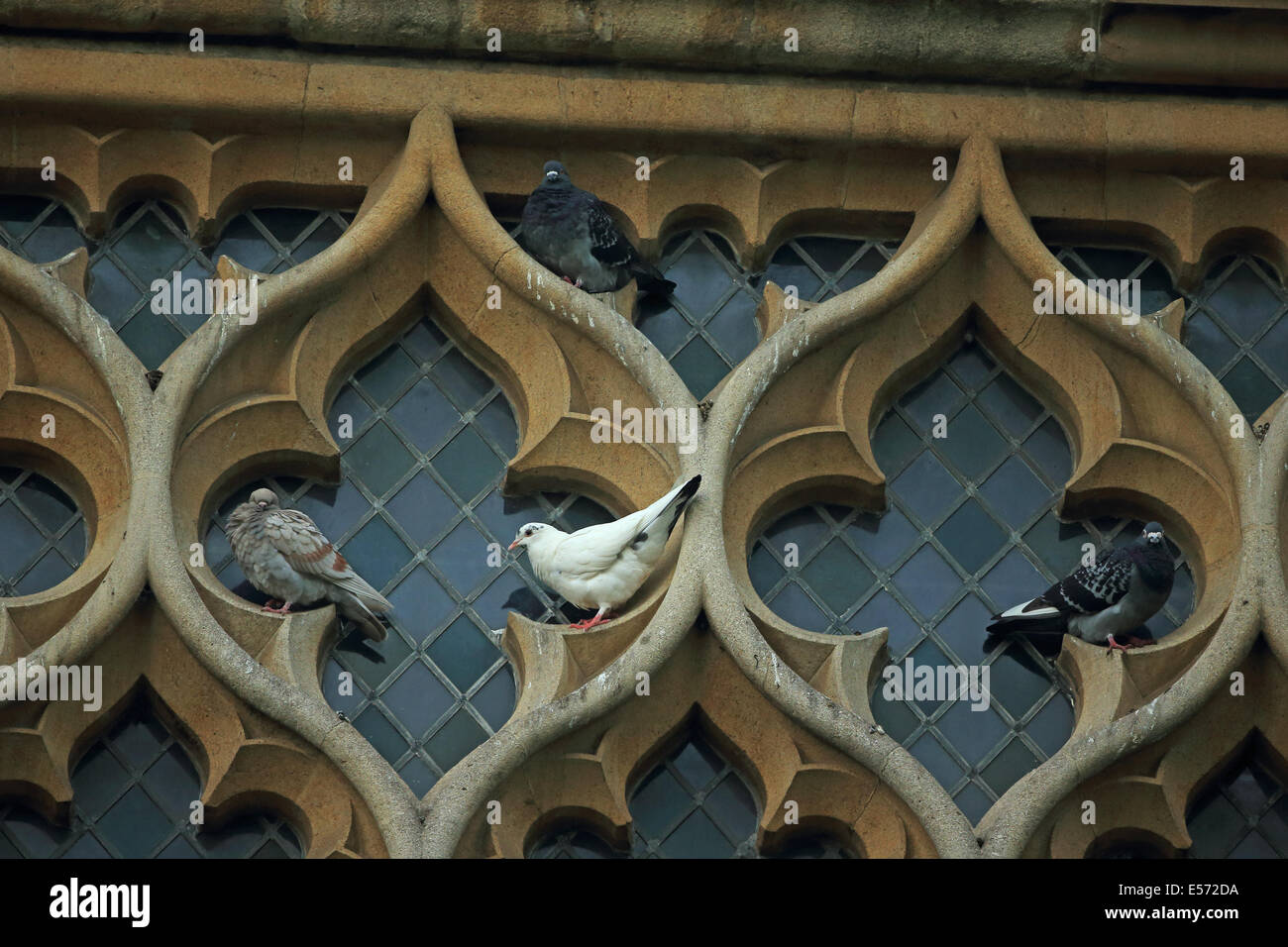 Wilde Taube aka Felsentaube (Columba Livia Stockfotografie - Alamy
