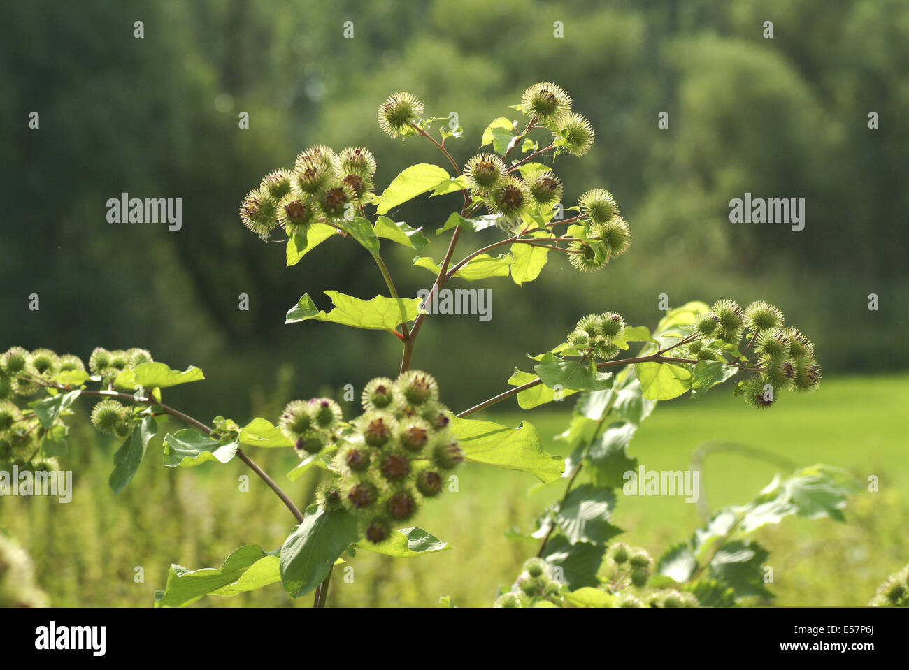 Essbare kletten Stockfotos und -bilder Kaufen - Alamy