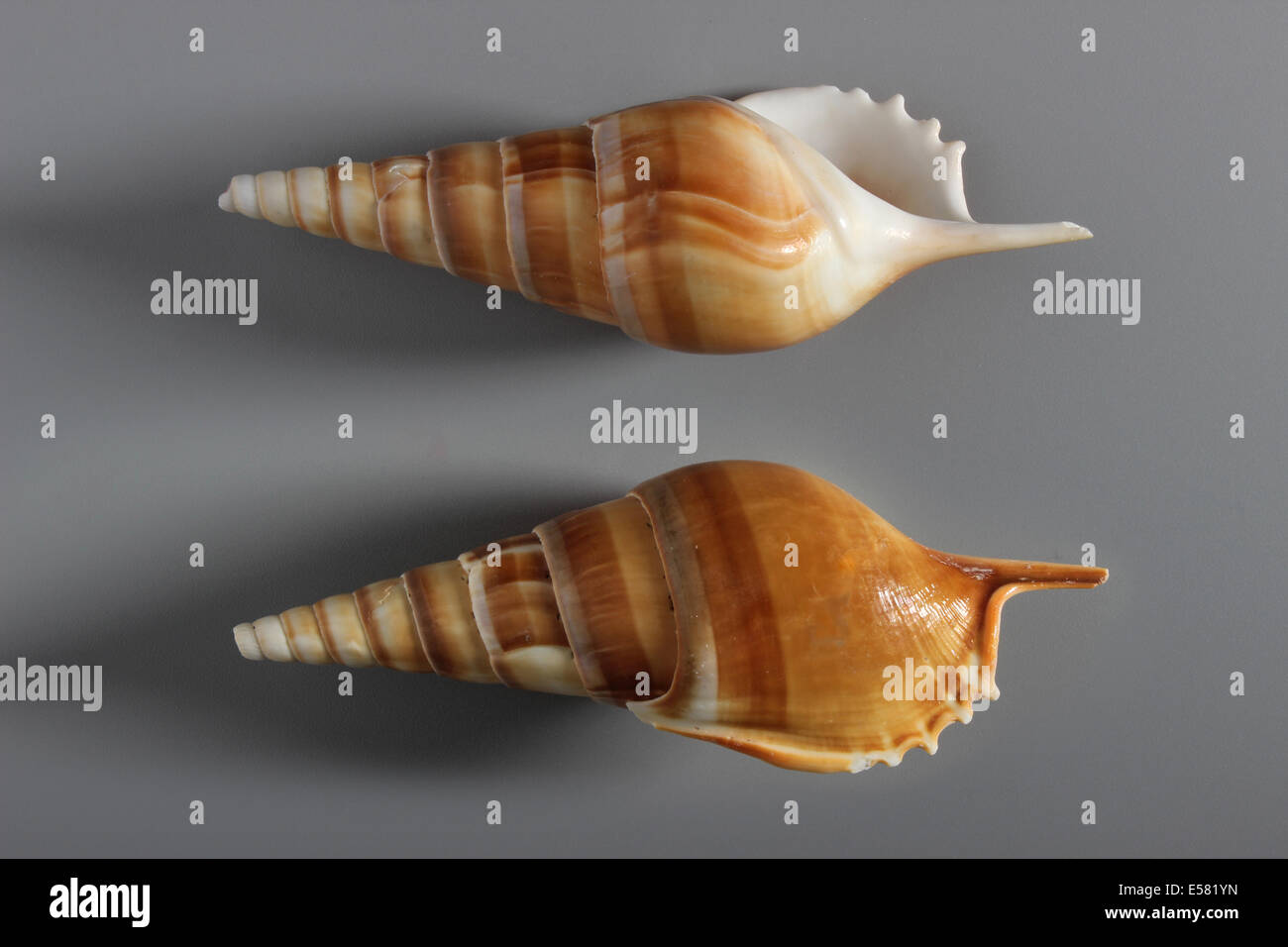 Tibia curta Stockfotos und -bilder Kaufen - Alamy