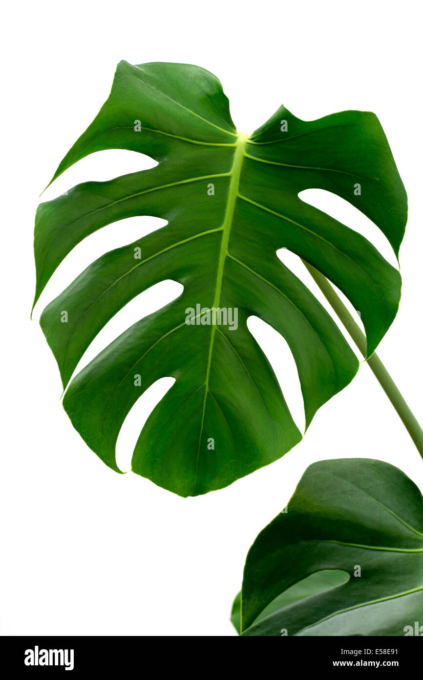 Monstera blatt -Fotos und -Bildmaterial in hoher Auflösung – Alamy