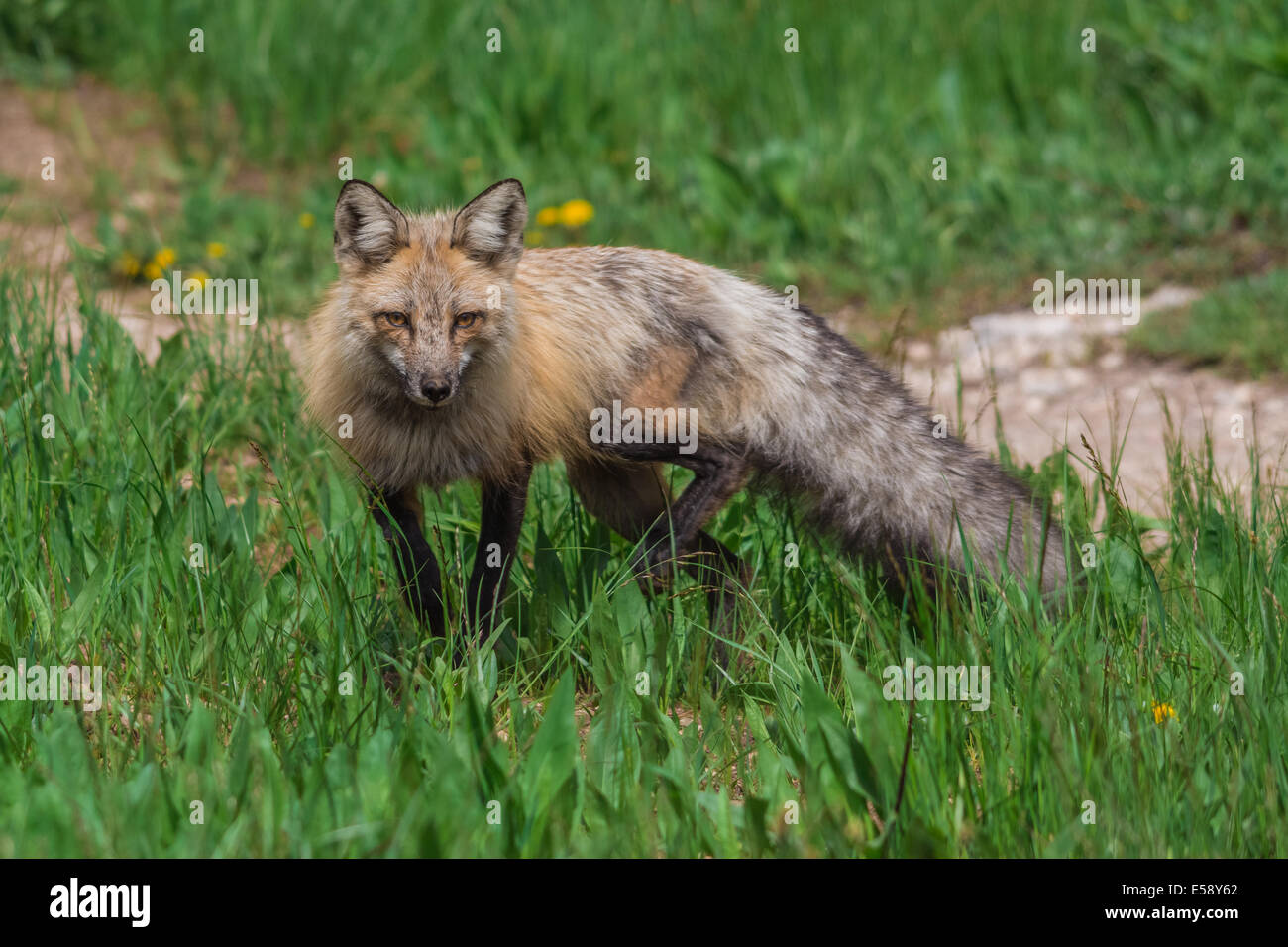 Jenny fuchs -Fotos und -Bildmaterial in hoher Auflösung – Alamy