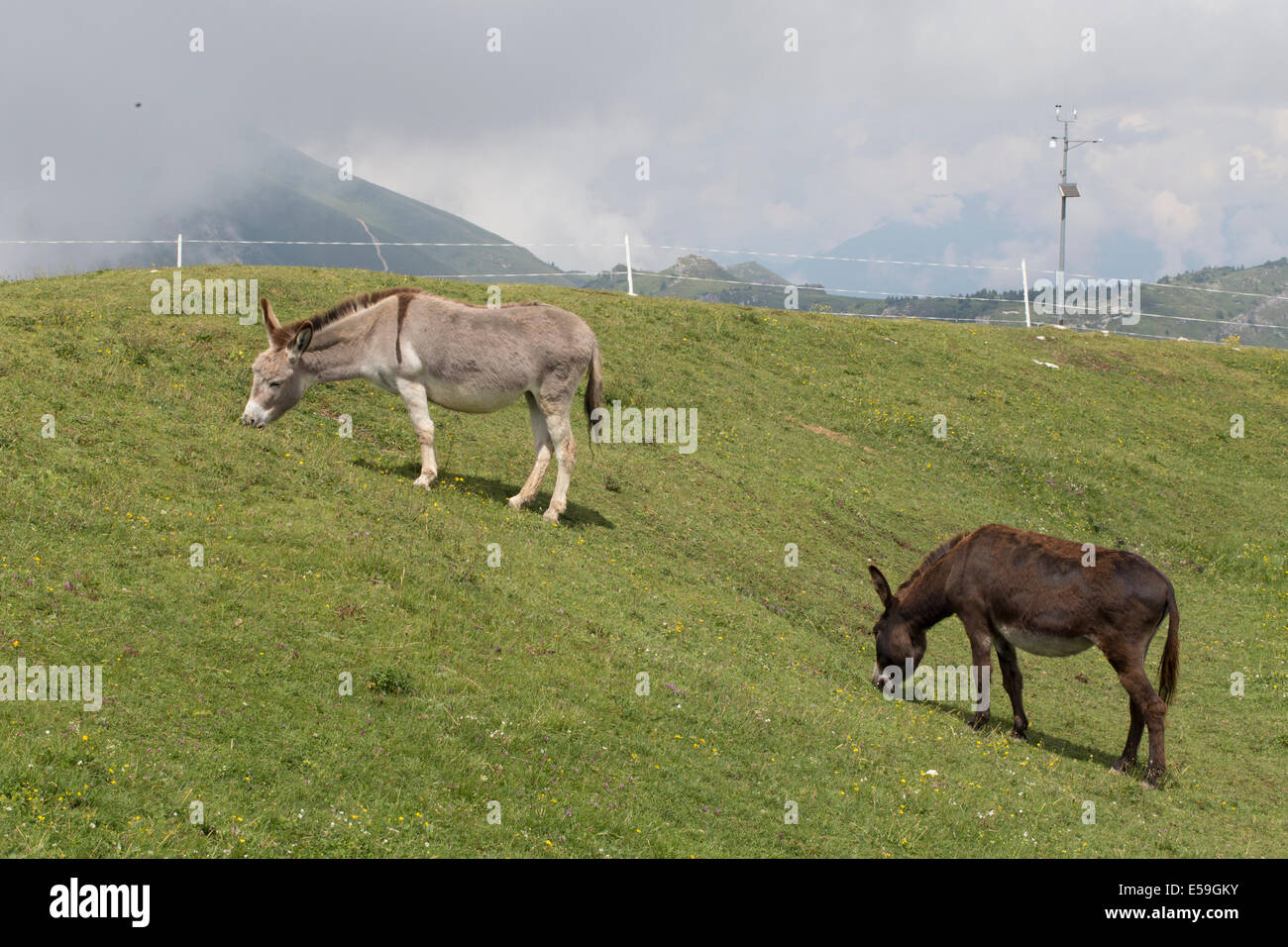Esel auf ackerland -Fotos und -Bildmaterial in hoher Auflösung – Alamy