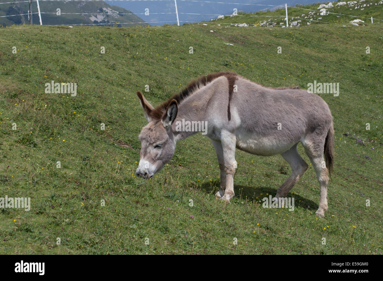 Esel auf ackerland -Fotos und -Bildmaterial in hoher Auflösung – Alamy