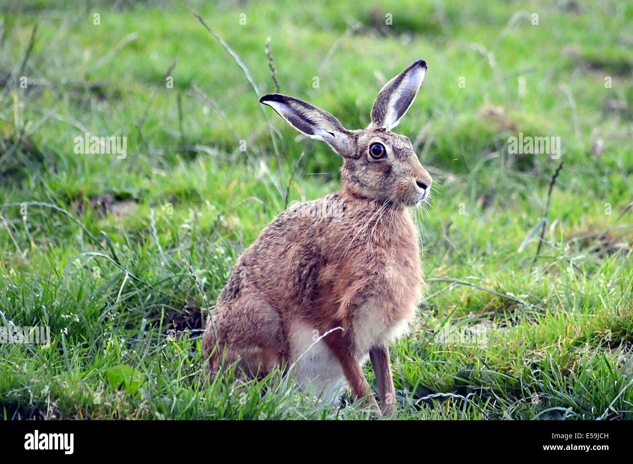 Eine wilde Hase sitzt, Ohren gespannt und ein Auge auf den Betrachter ...