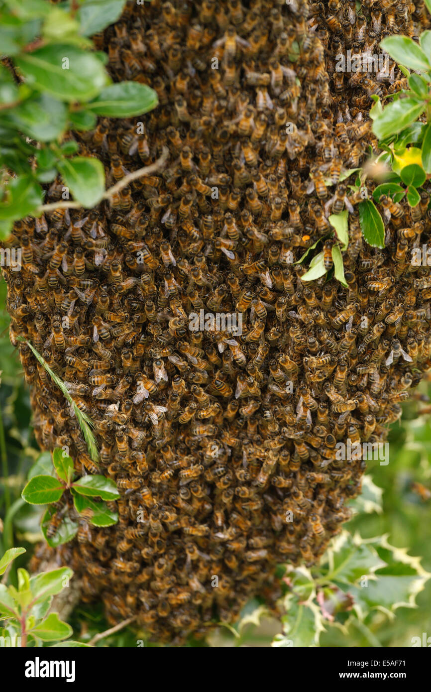 Bienen im schwarm -Fotos und -Bildmaterial in hoher Auflösung – Alamy