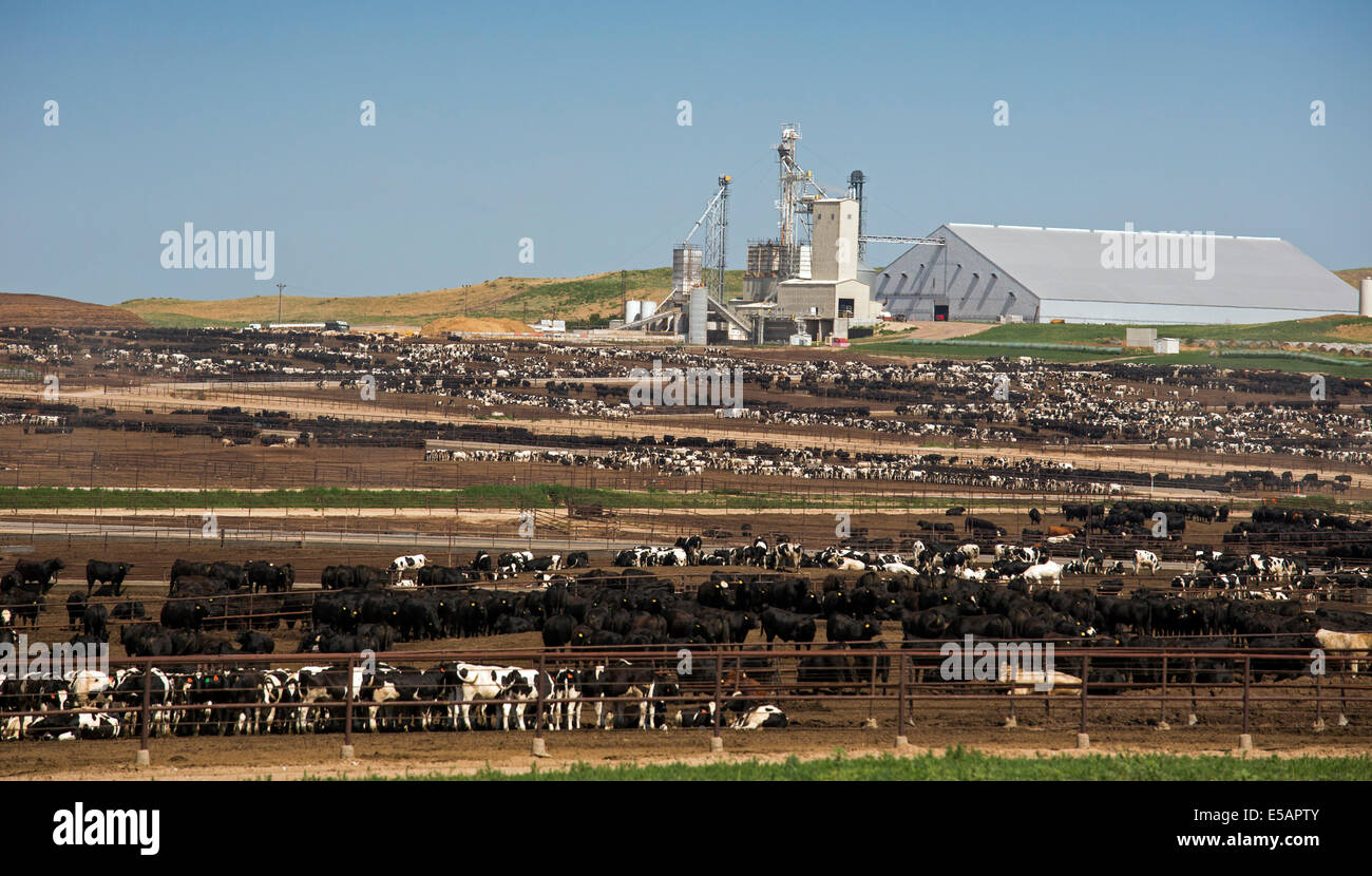 Gottsch viehwirtschaft -Fotos und -Bildmaterial in hoher Auflösung – Alamy