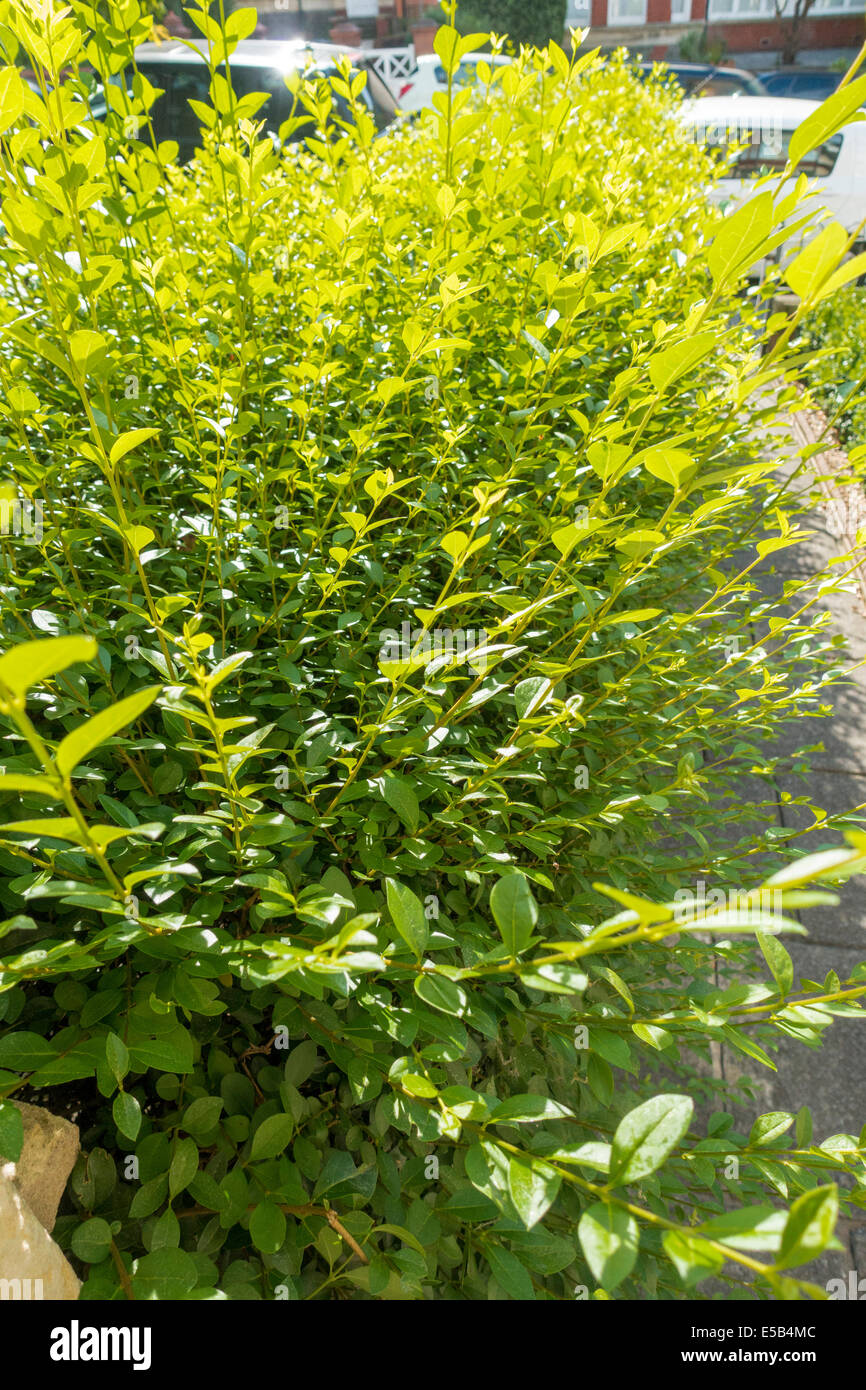 Hecke liguster -Fotos und -Bildmaterial in hoher Auflösung – Alamy