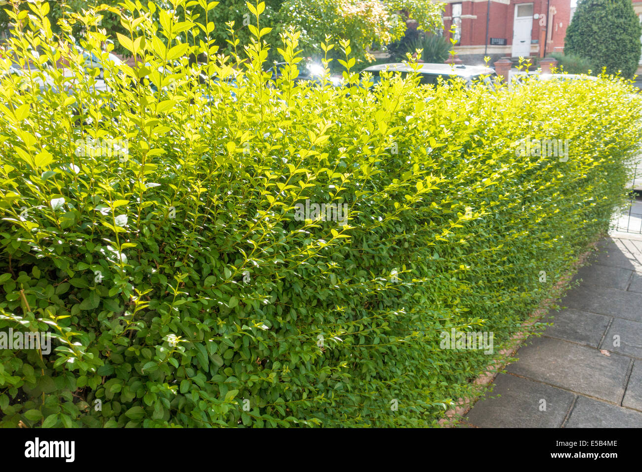 Ungeschnitten Liguster Hecke in städtischen Vorgarten bereit zum ...
