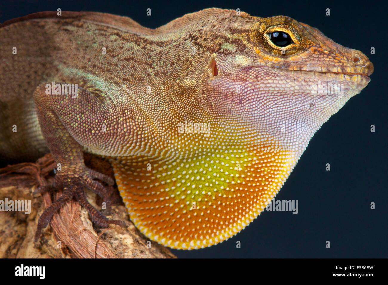 Brown anole lizard -Fotos und -Bildmaterial in hoher Auflösung – Alamy
