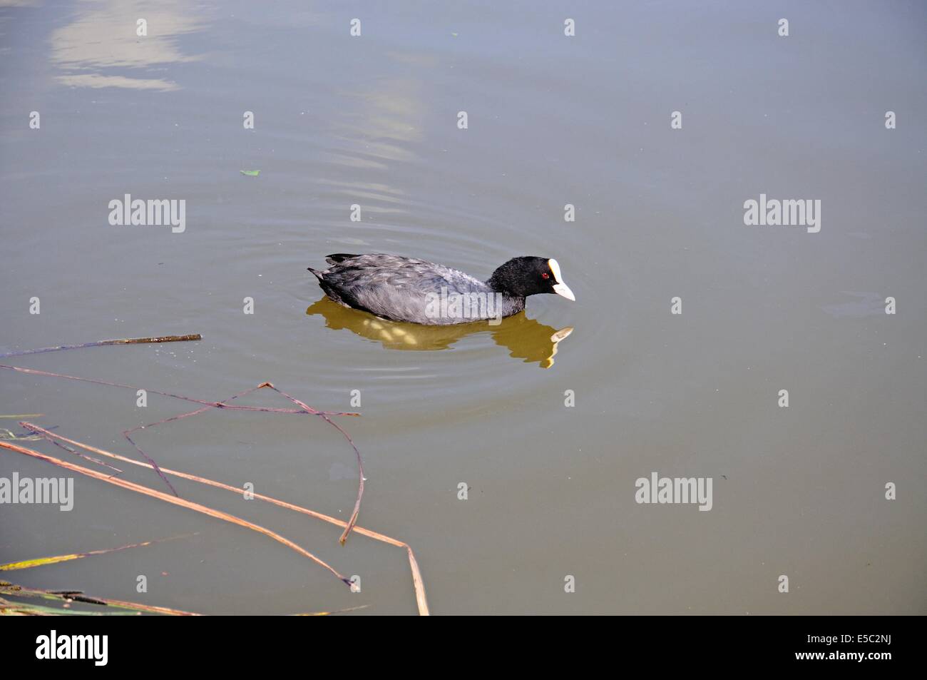 Konnen Vogel Schwimmen