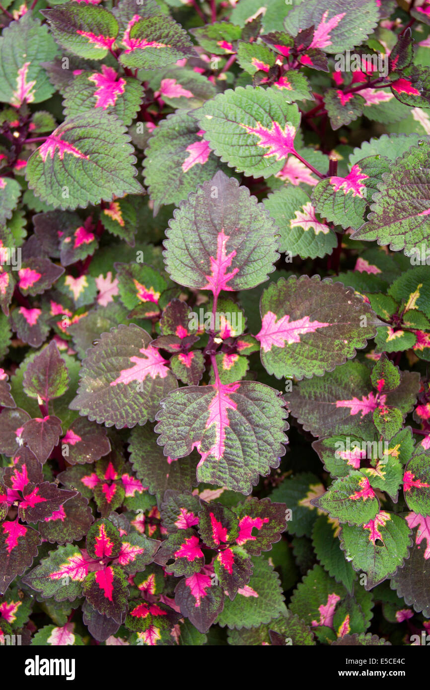 Coleus sp -Fotos und -Bildmaterial in hoher Auflösung – Alamy
