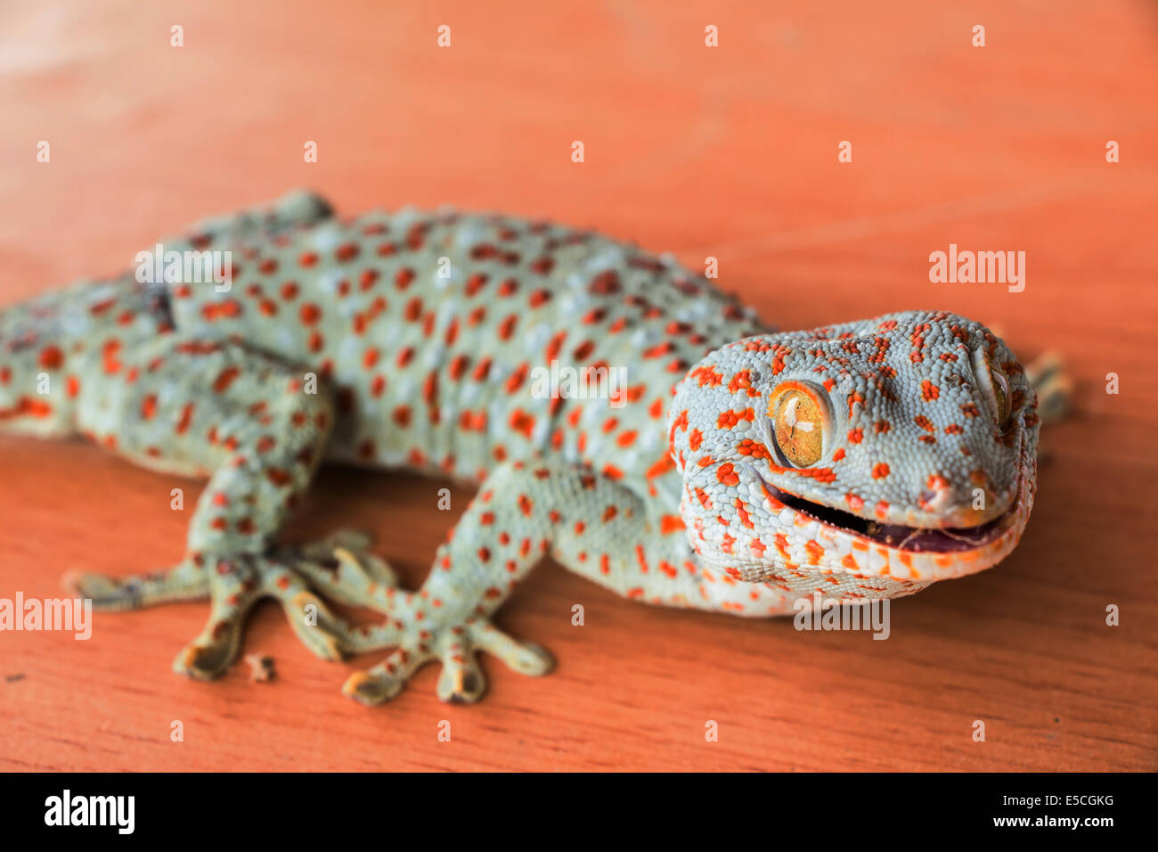 Haus gekko -Fotos und -Bildmaterial in hoher Auflösung – Alamy