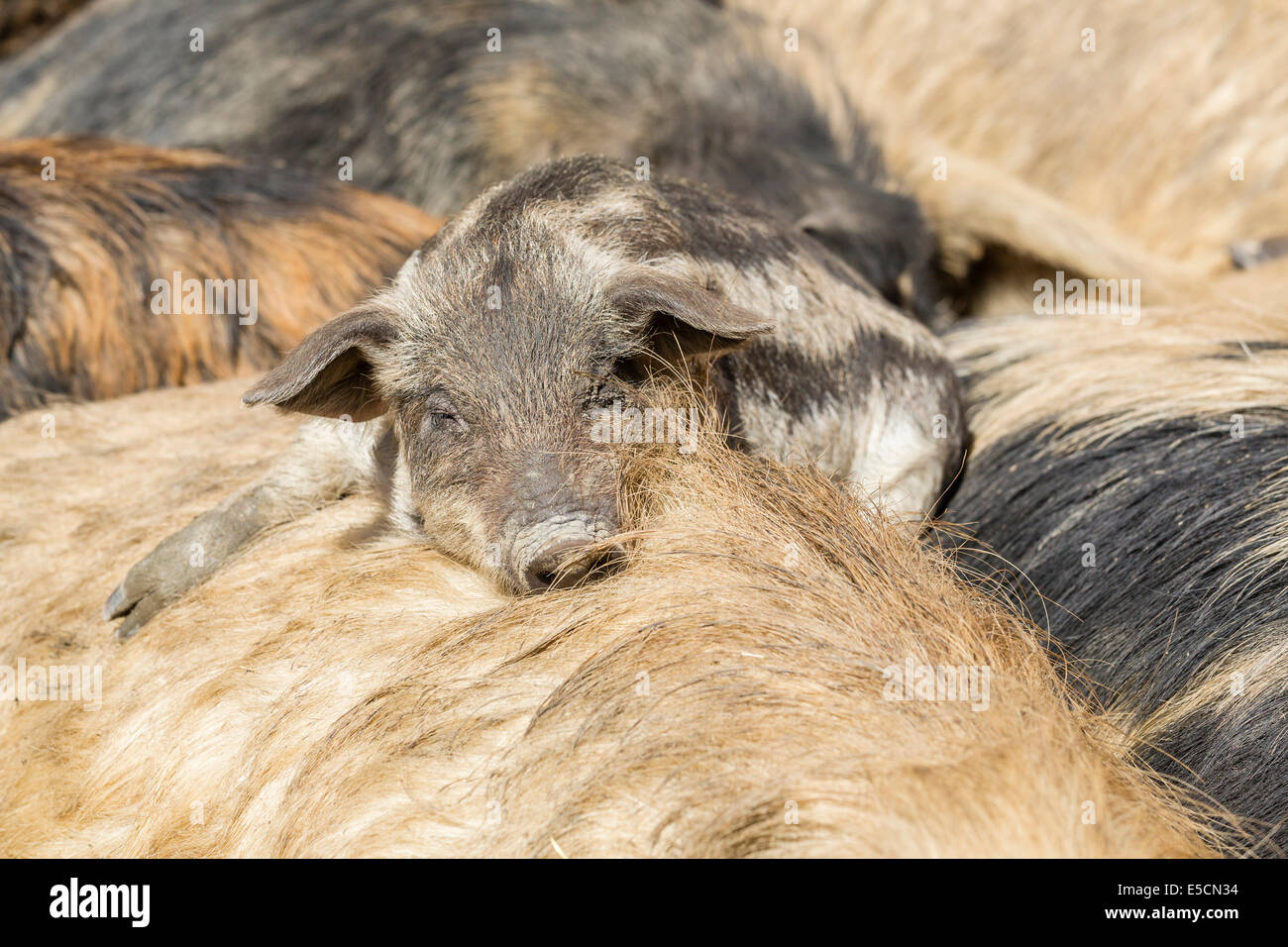 Mangalitza oder Mangalitza Schweine (Sus Scrofa Domestica), schlafen ...