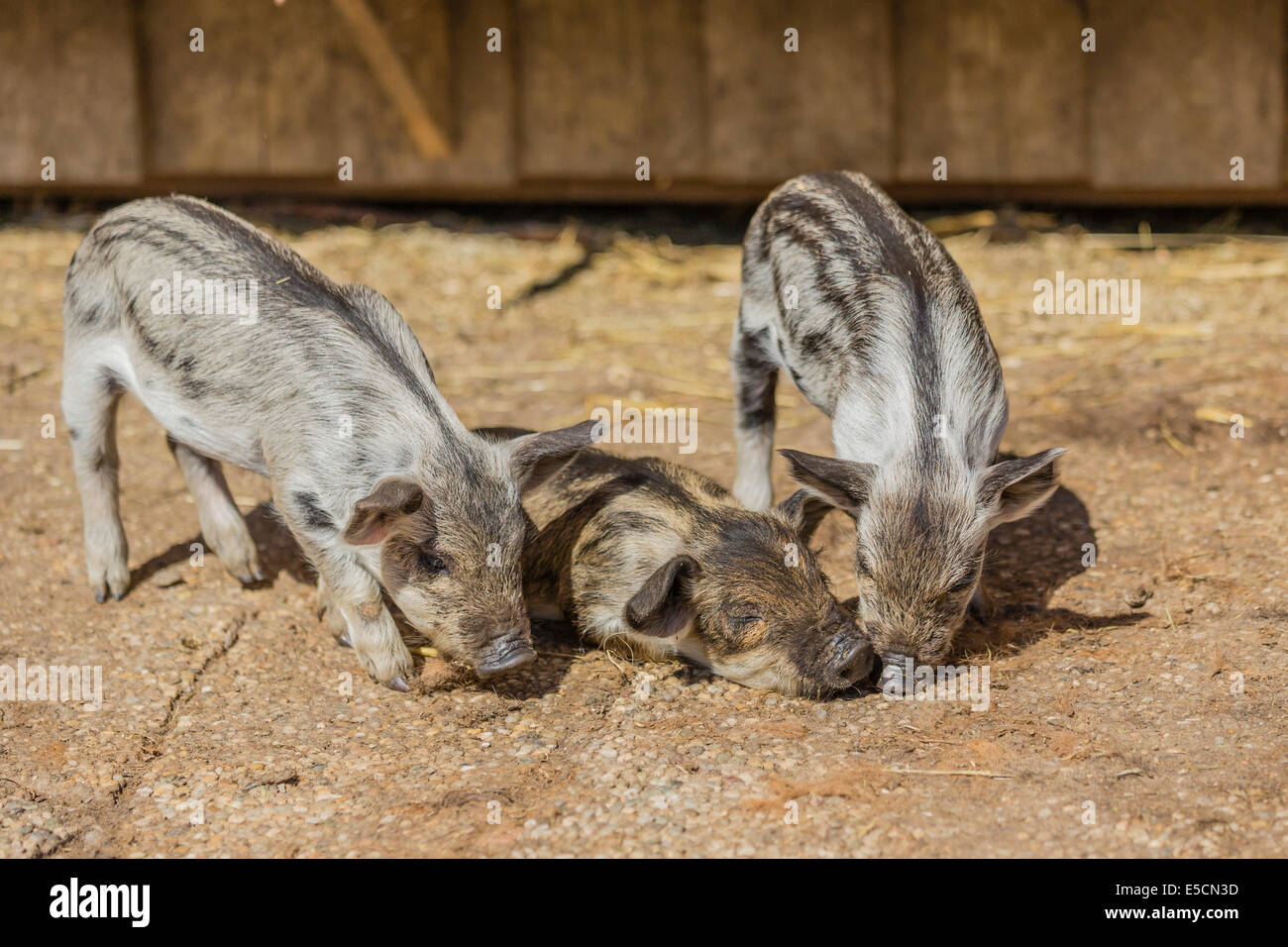 Mangalitza oder Mangalitza Schweine (Sus Scrofa Domestica), Ferkel ...