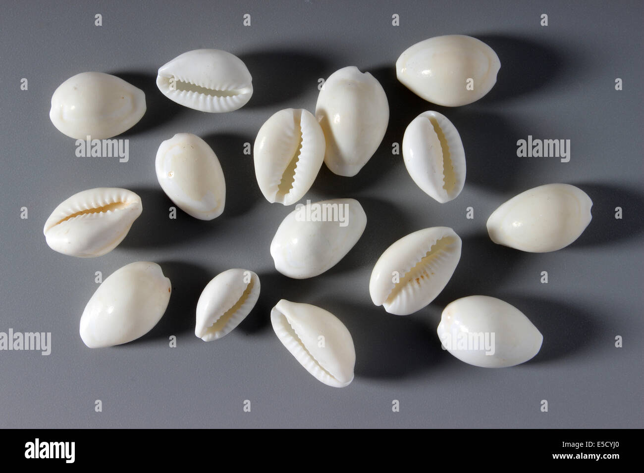 Kauri Muscheln Stockfotos und -bilder Kaufen - Alamy