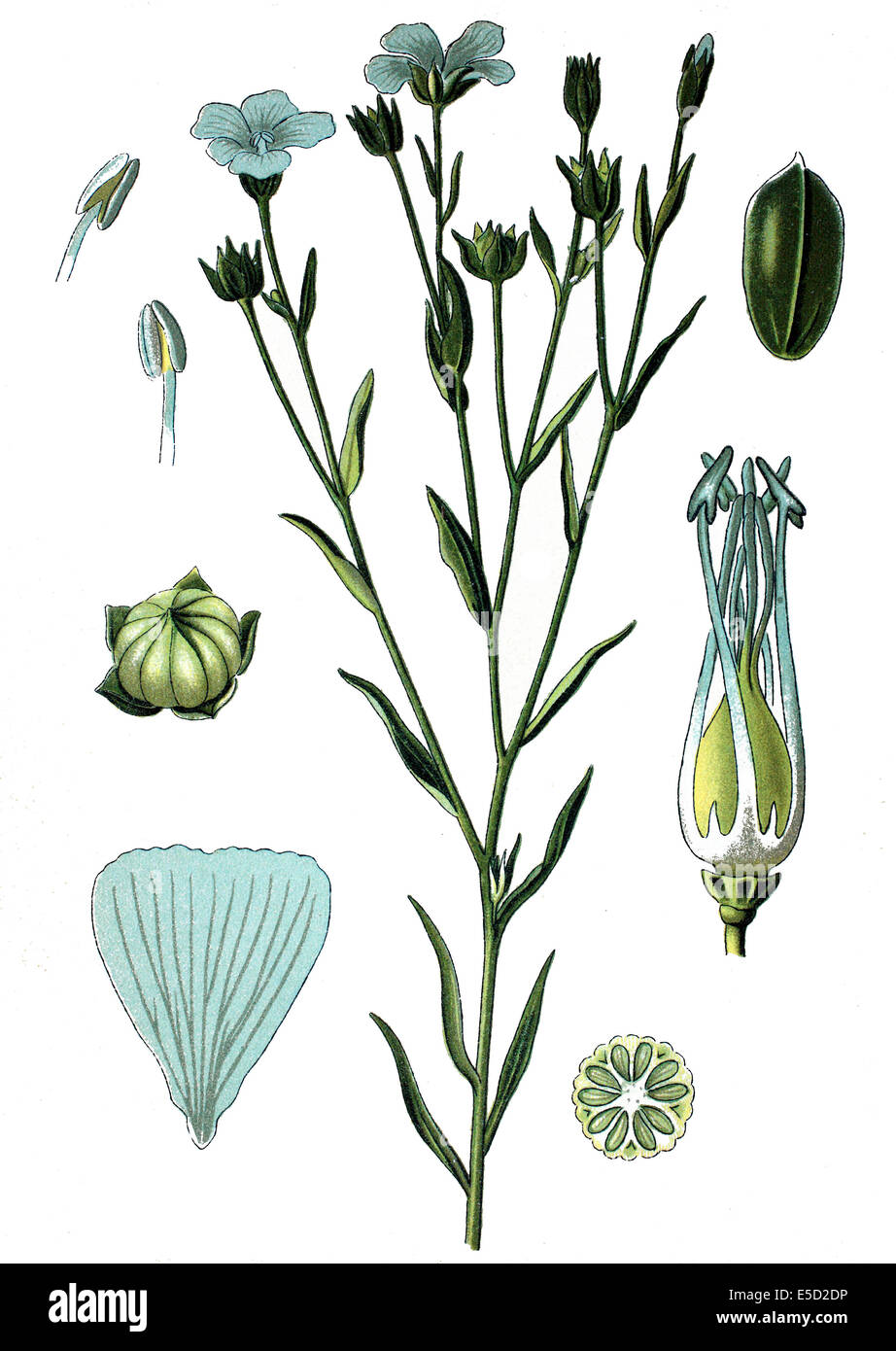 Linum usitatissimum illustration -Fotos und -Bildmaterial in hoher ...