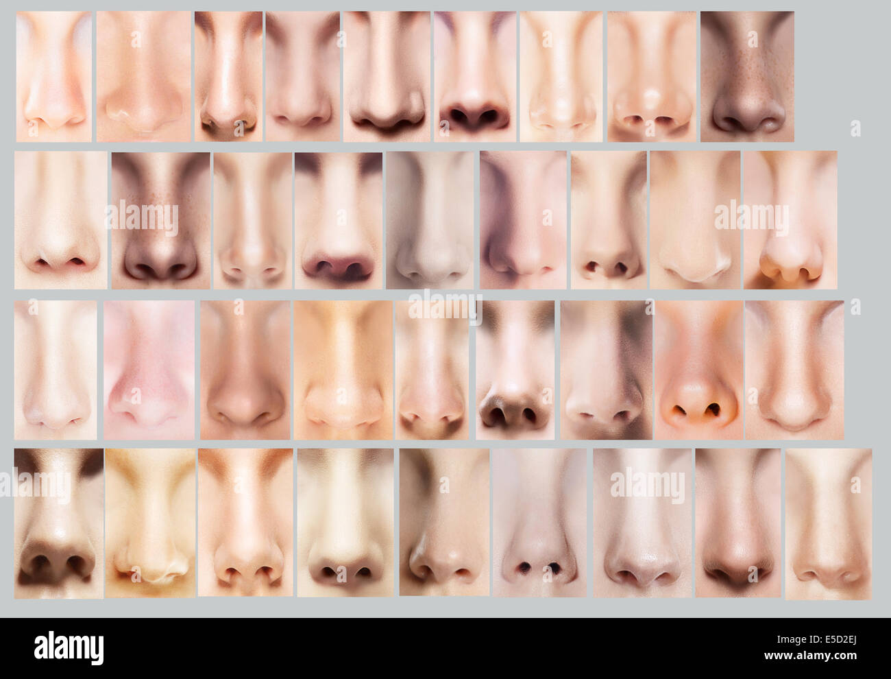 Menschliche nasen -Fotos und -Bildmaterial in hoher Auflösung – Alamy