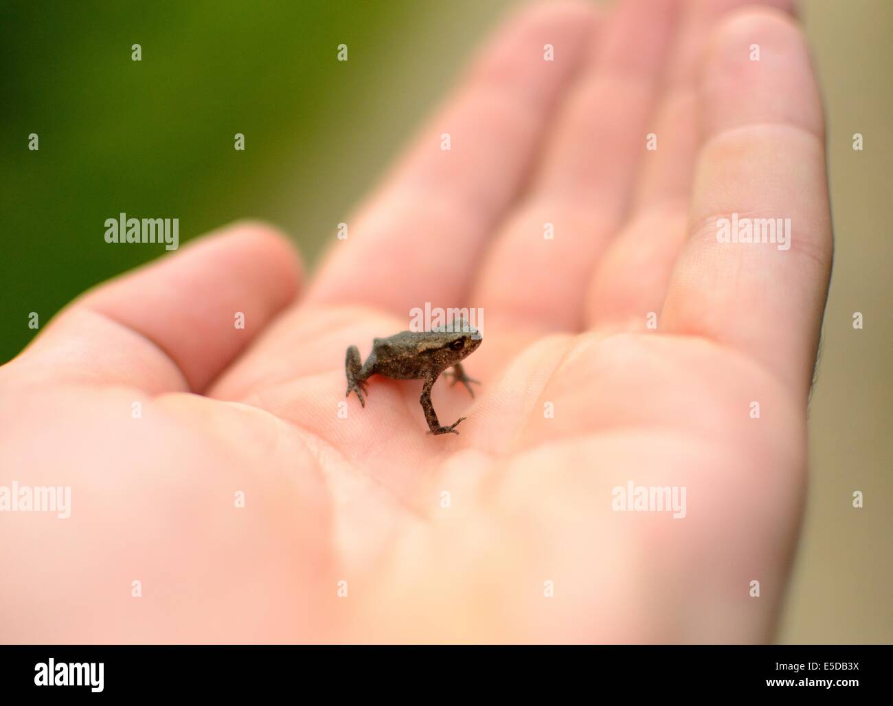 Frosch auf der hand -Fotos und -Bildmaterial in hoher Auflösung – Alamy